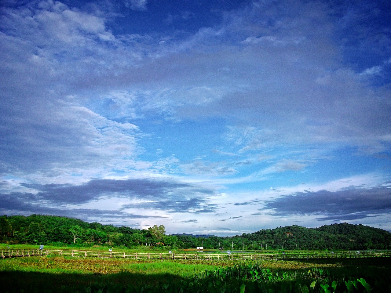 80+ Free Sen & Lotus Images - Pixabay