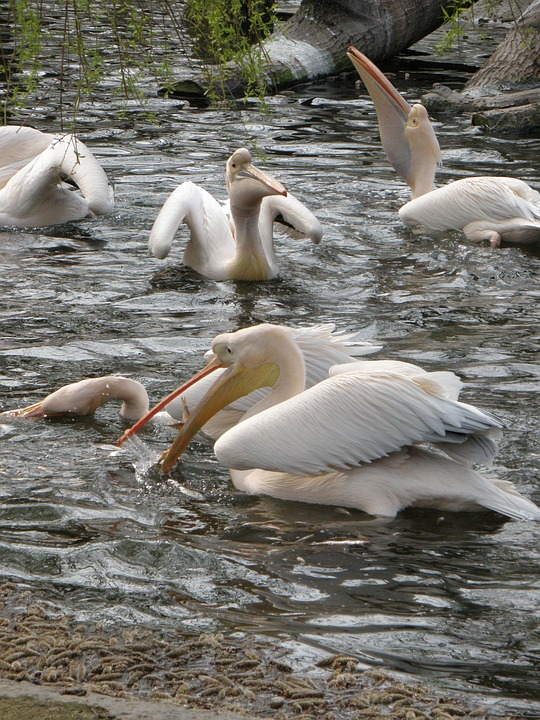 Pelican Bird Feeding - Free photo on Pixabay - Pixabay