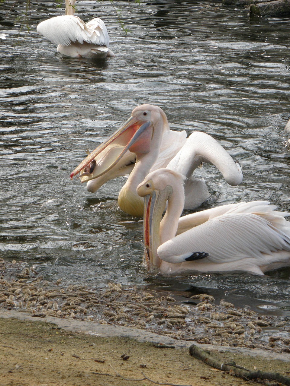 Pelican Bird Feeding - Free photo on Pixabay