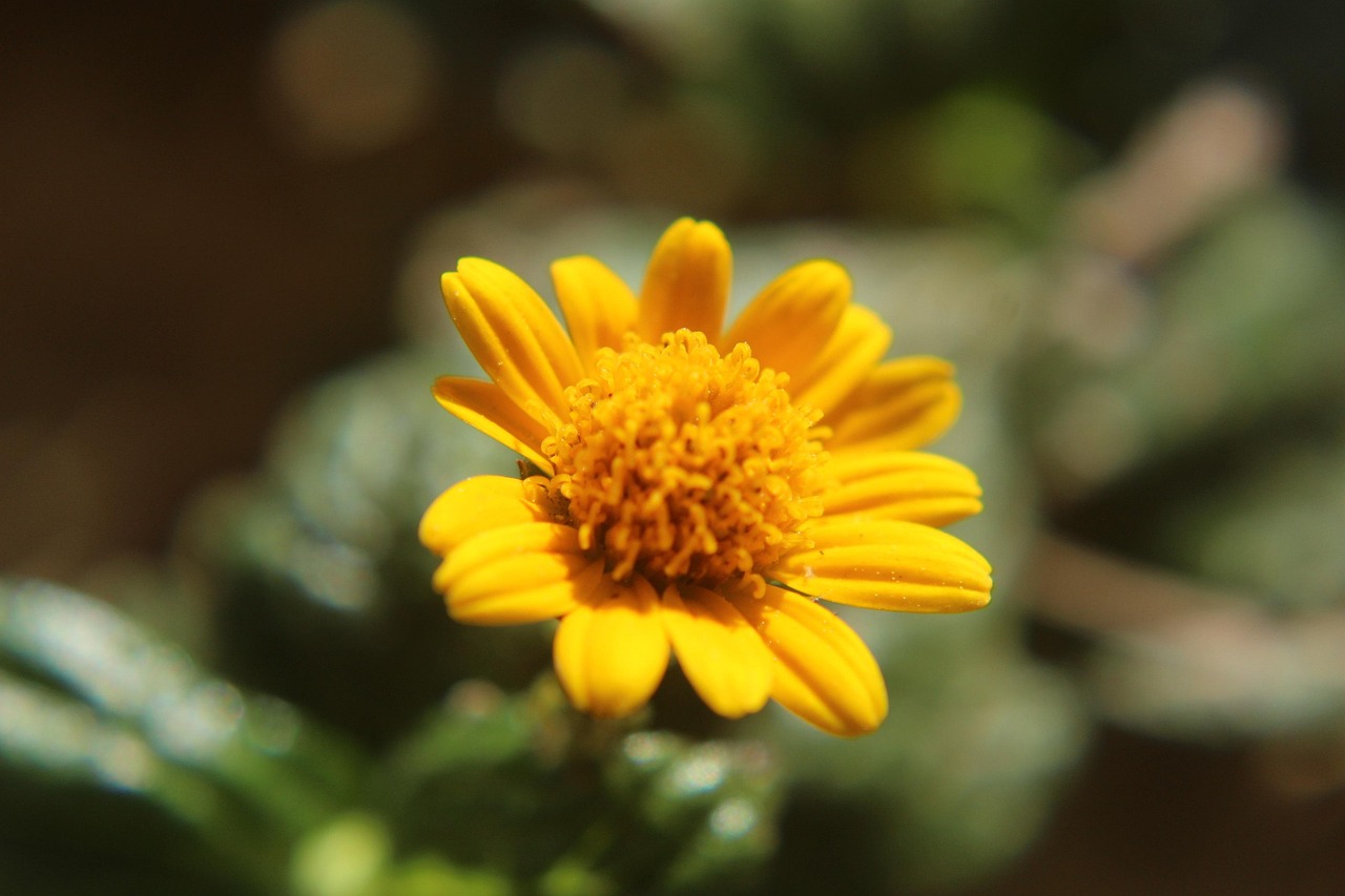 Flor Amarelo - Foto gratuita no Pixabay - Pixabay