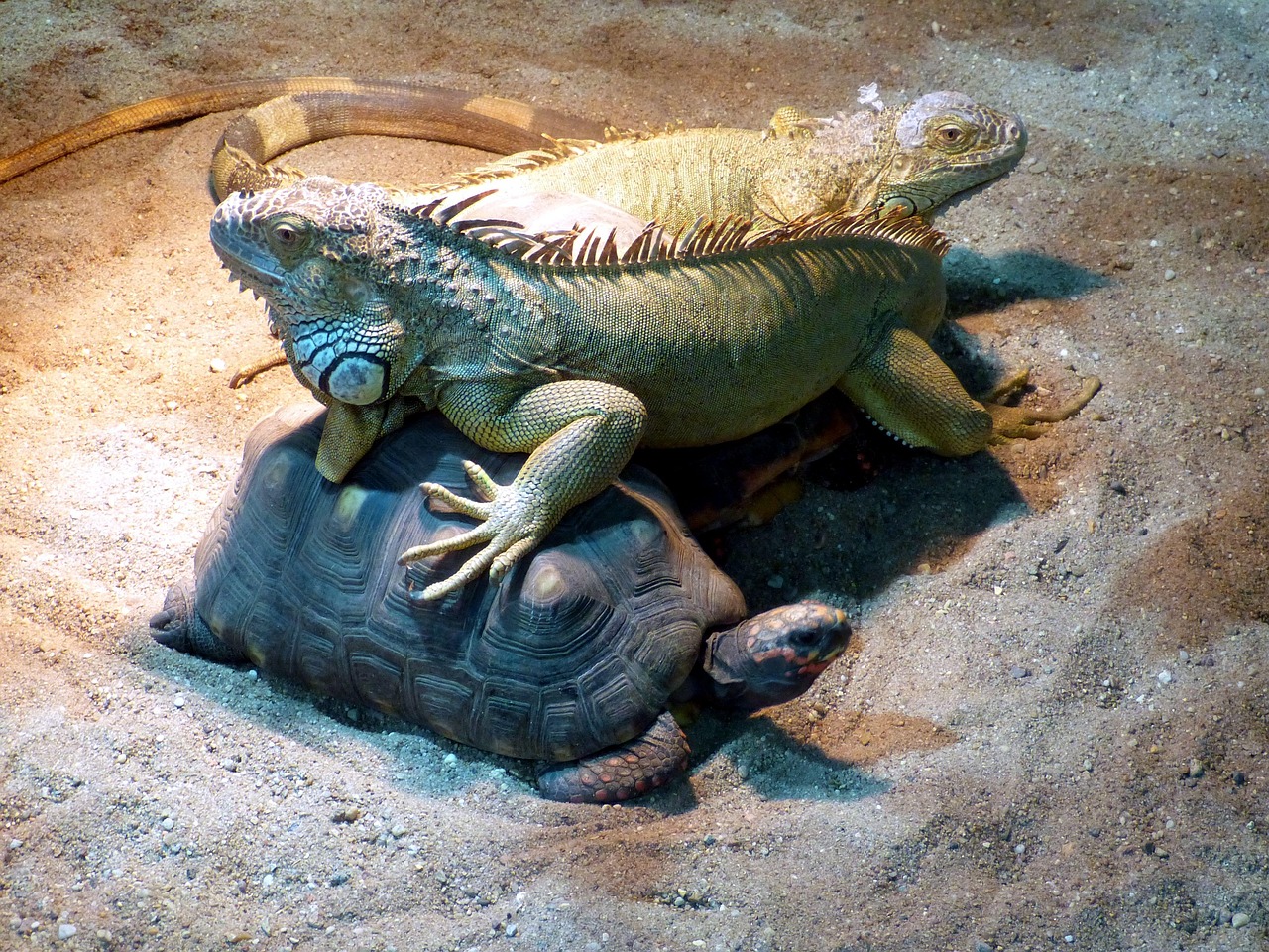 Zoo Animal Tortoise - Free photo on Pixabay - Pixabay