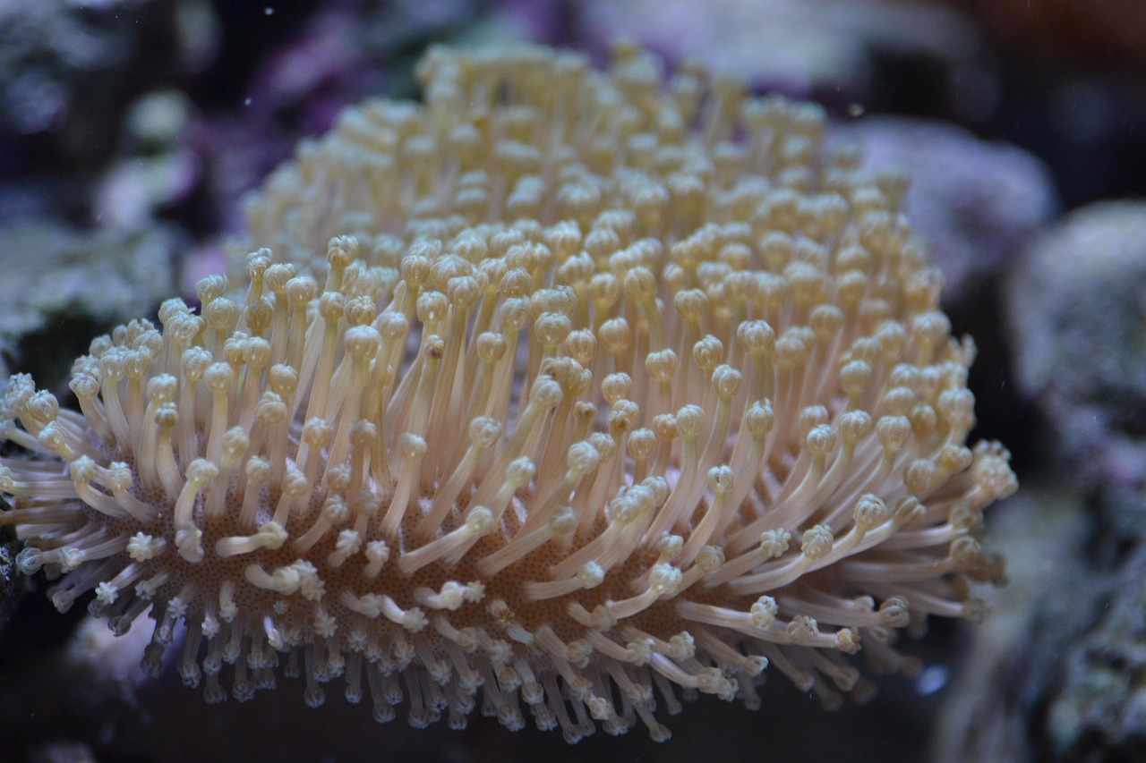 Anemone Fish Sea - Free photo on Pixabay - Pixabay