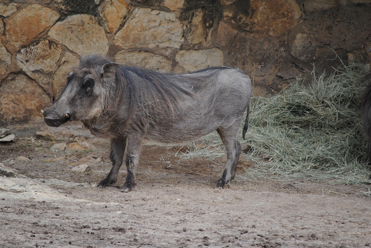 Salvaje Jabalí Fauna Silvestre - Foto gratis en Pixabay - Pixabay