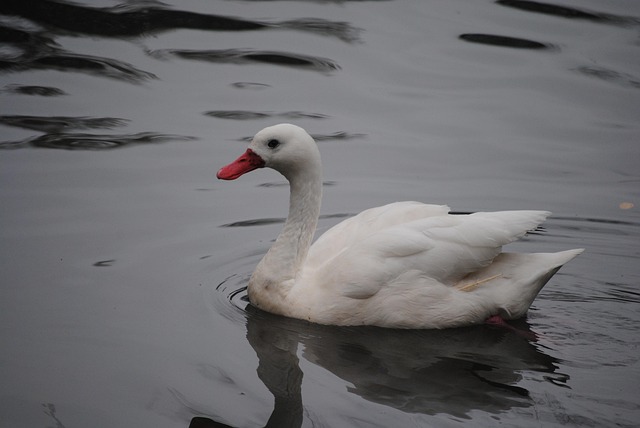 Blanco Cisne Pájaro - Foto gratis en Pixabay - Pixabay