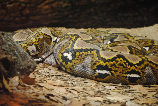 20+ Free Anaconda & Snake Images - Pixabay