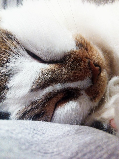 甜的 睡眠 可爱的 - Pixabay上的免费照片 - Pixabay