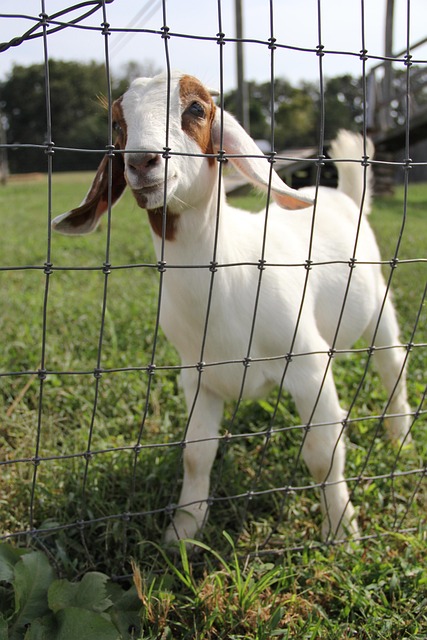Goat Petting Zoo Farm - Free photo on Pixabay