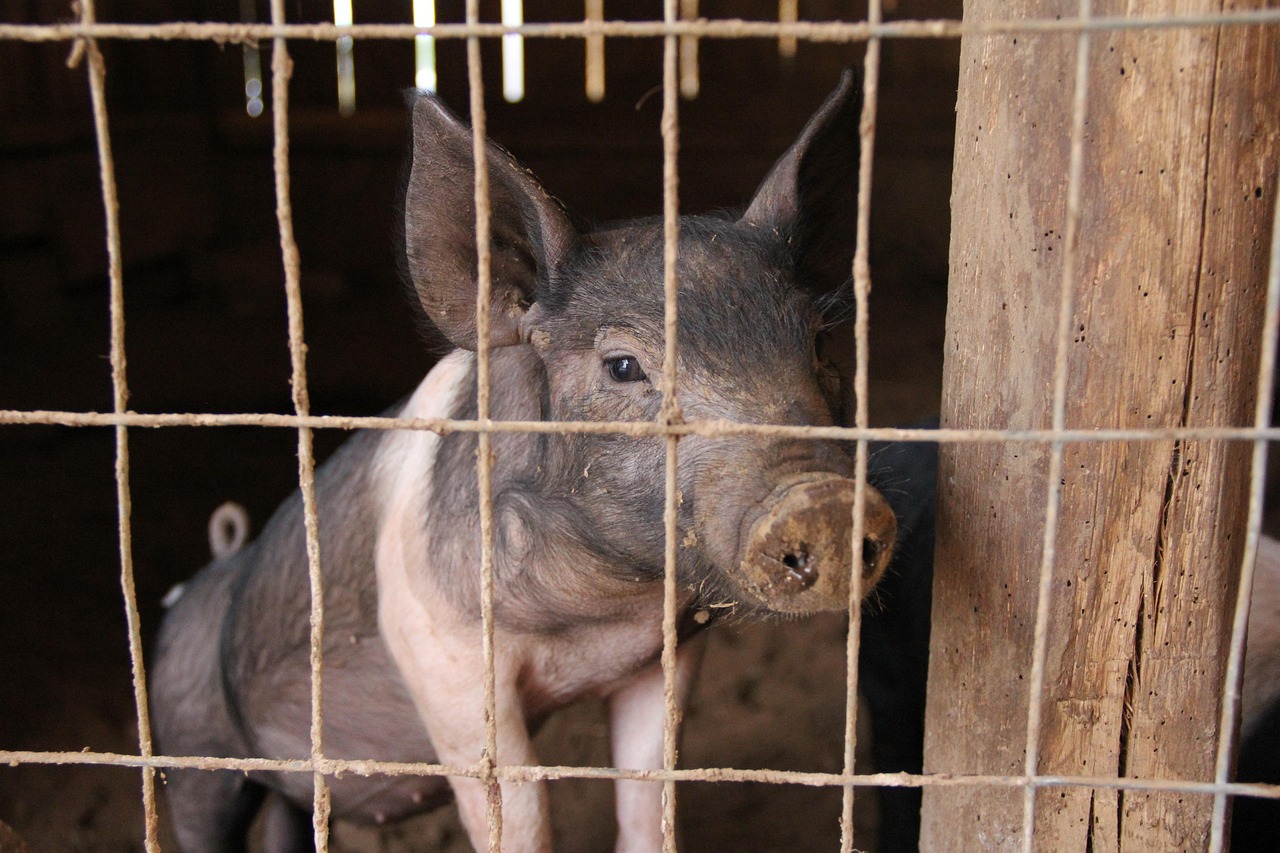 Piglet Pig Pen - Free photo on Pixabay