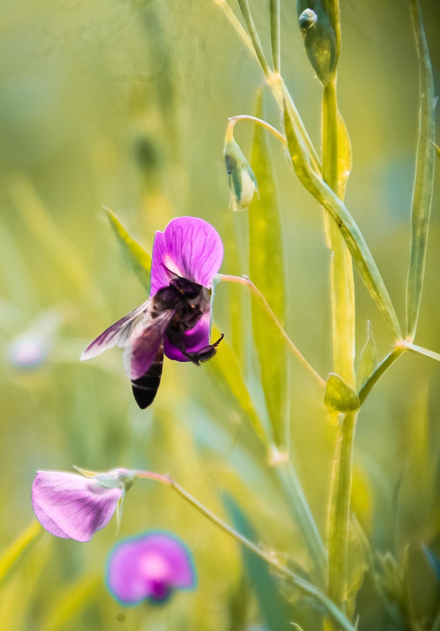Grass Bee Nature - Free photo on Pixabay - Pixabay