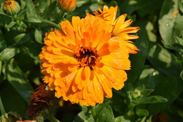 Flor De Naranja Flores Del · Foto gratis en Pixabay