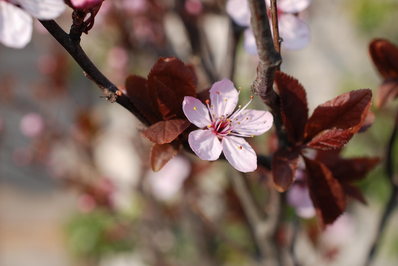 Prunes Bloom Blossom - Free photo on Pixabay - Pixabay