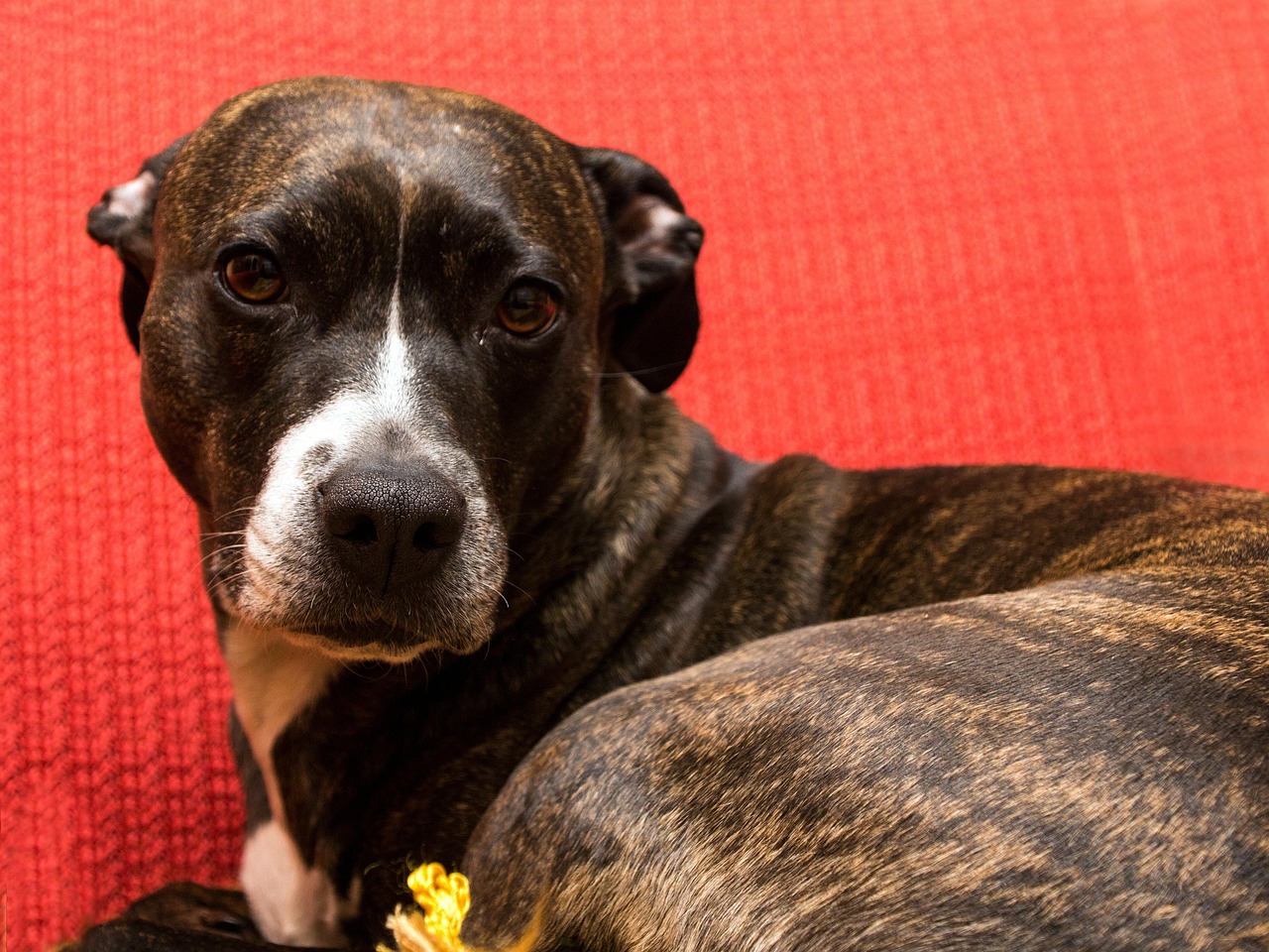 Perro American Staffordshire - Foto gratis en Pixabay - Pixabay