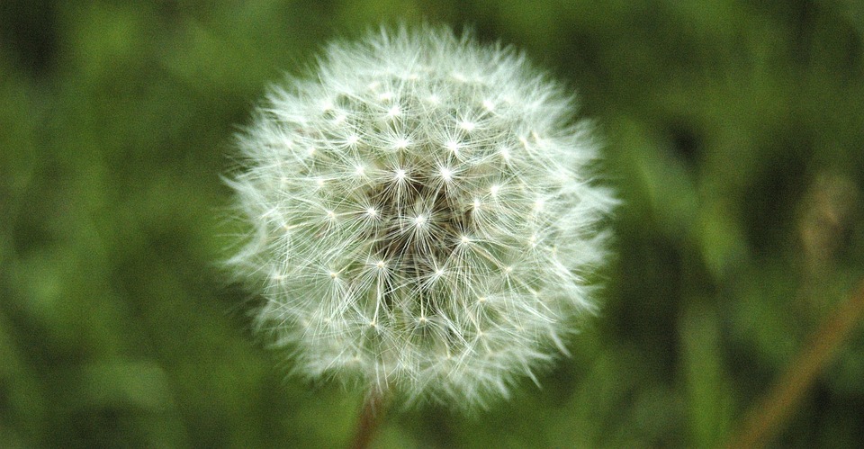 Dandelion Flower Pollination - Free photo on Pixabay
