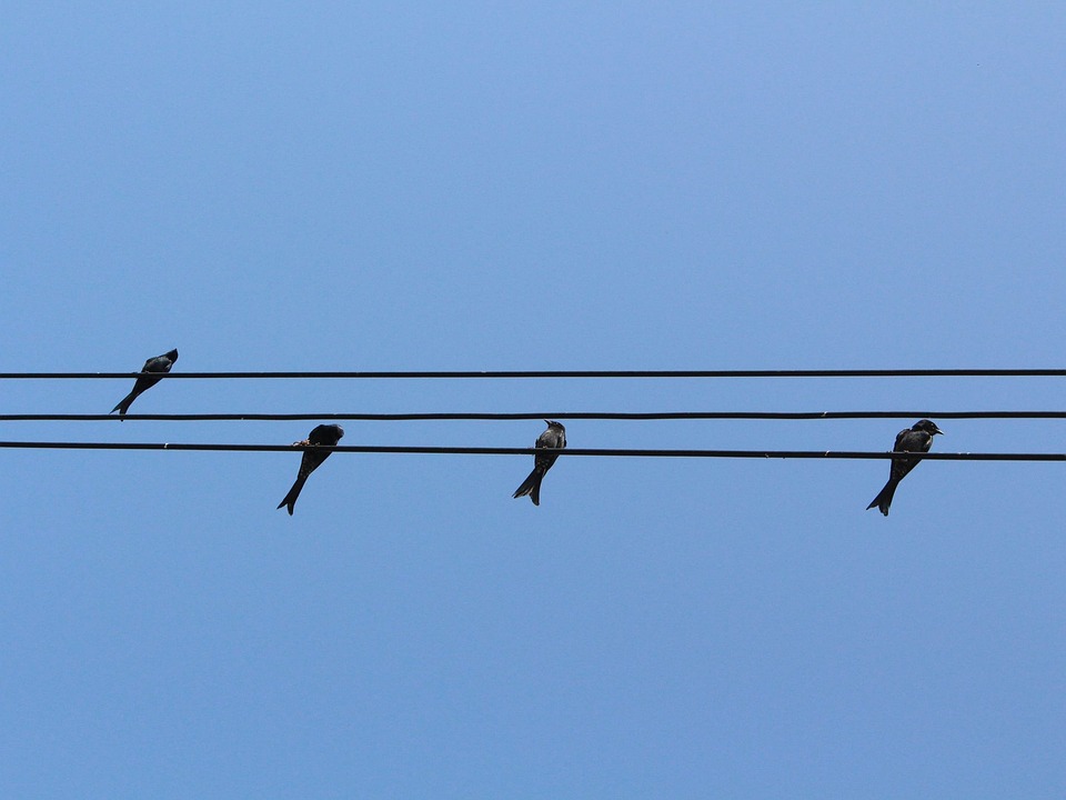 Bird Electric Wire - Free photo on Pixabay - Pixabay