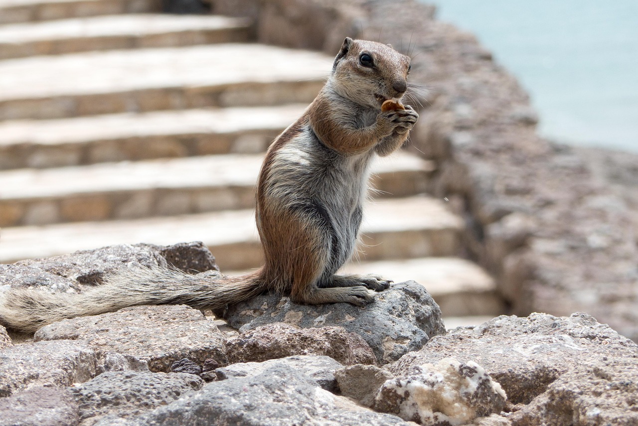 Atlas Squirrel Fuerteventura Close - Free photo on Pixabay - Pixabay