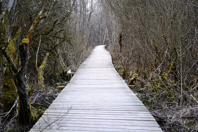 Wooden Planks Plank Path - Free photo on Pixabay - Pixabay