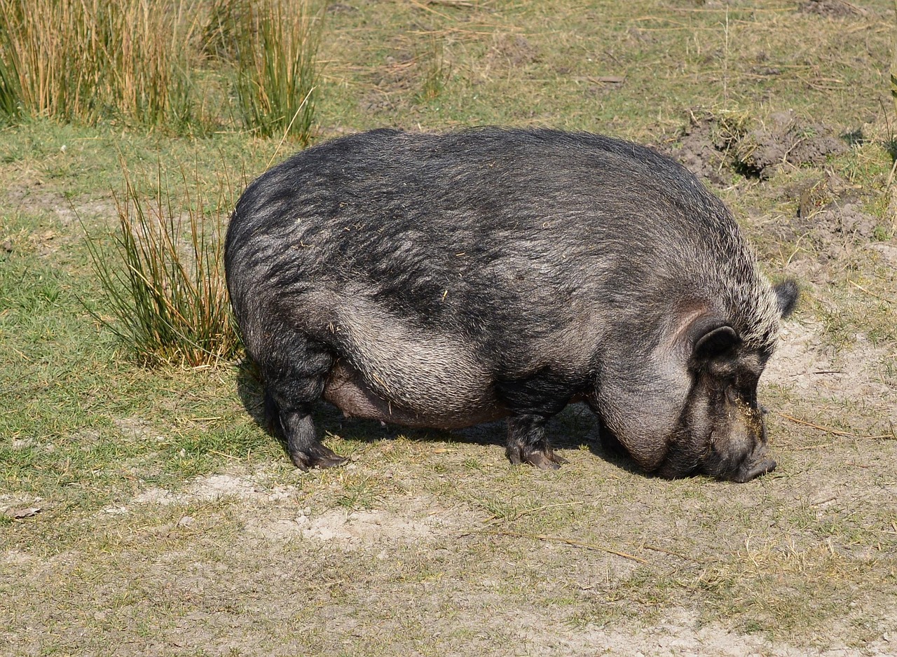 Pig Sow Mammal Farm - Free photo on Pixabay - Pixabay