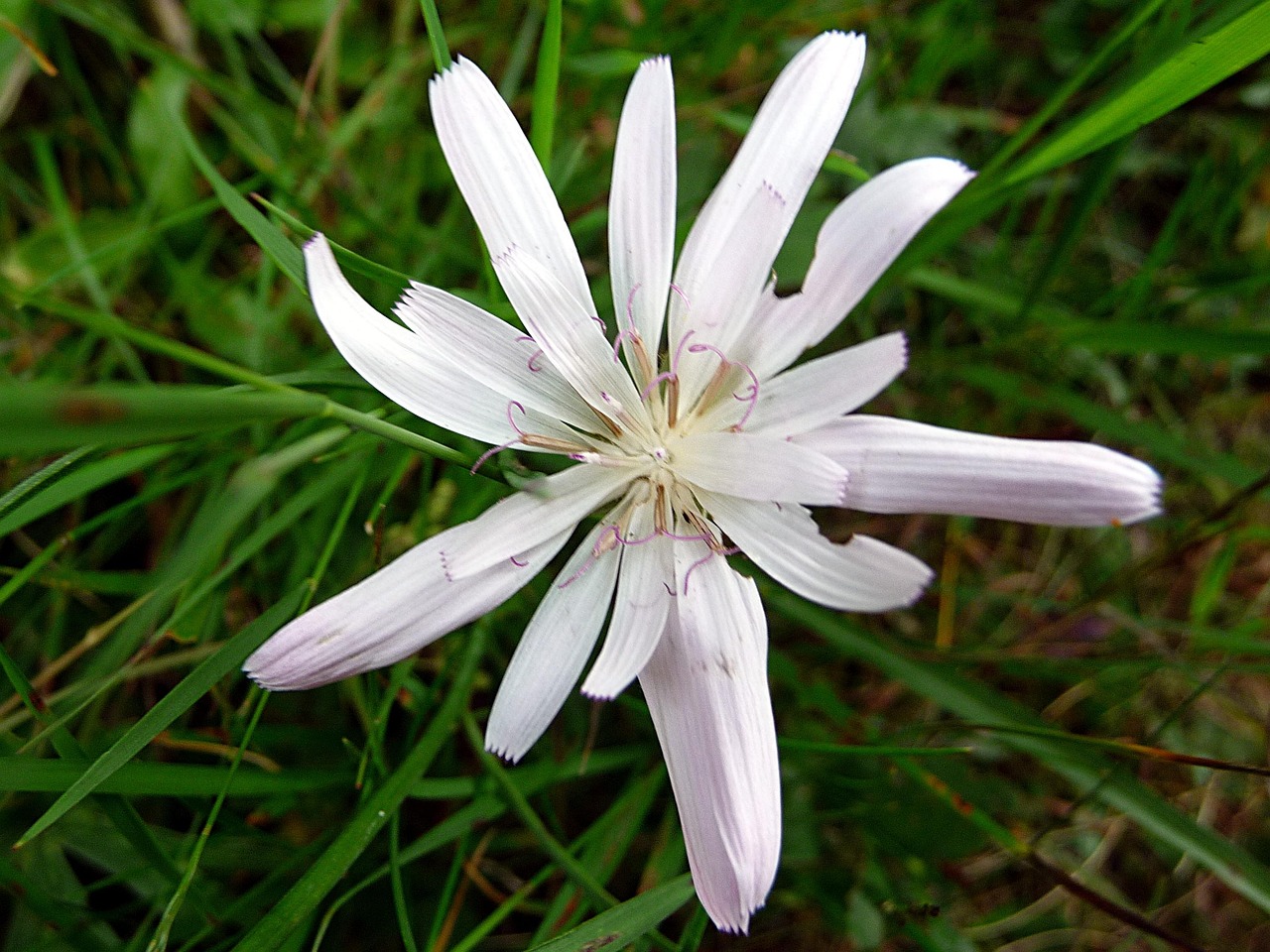 Nature Fleur Blanc - Photo gratuite sur Pixabay - Pixabay