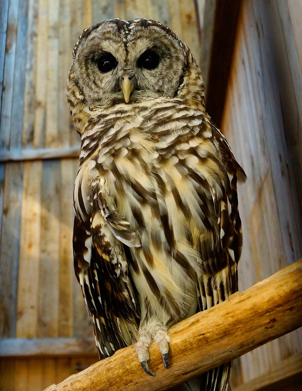 Hibou Grange Oiseau Chouette - Photo gratuite sur Pixabay - Pixabay