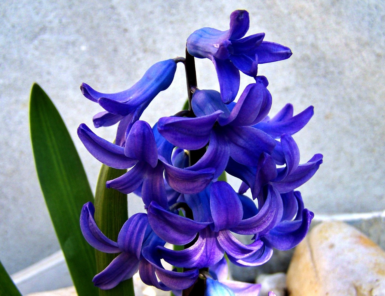Hyacinth Spring Blue - Free photo on Pixabay - Pixabay