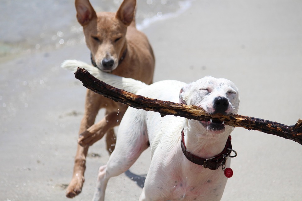 Dogs Batons Play - Free photo on Pixabay