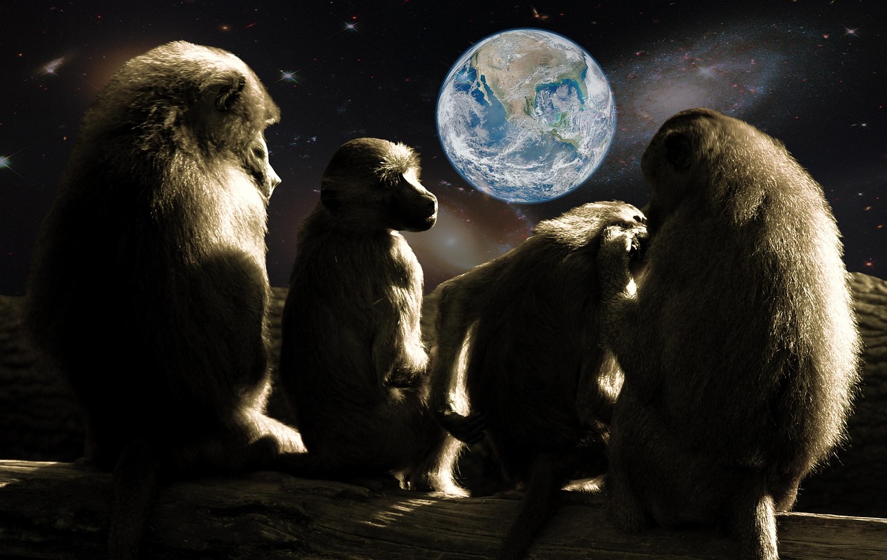 5,000+ Free Monkey & Nature Photos - Pixabay