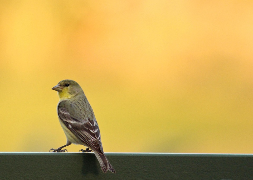 Vogel Fink Natur - Kostenloses Foto auf Pixabay - Pixabay