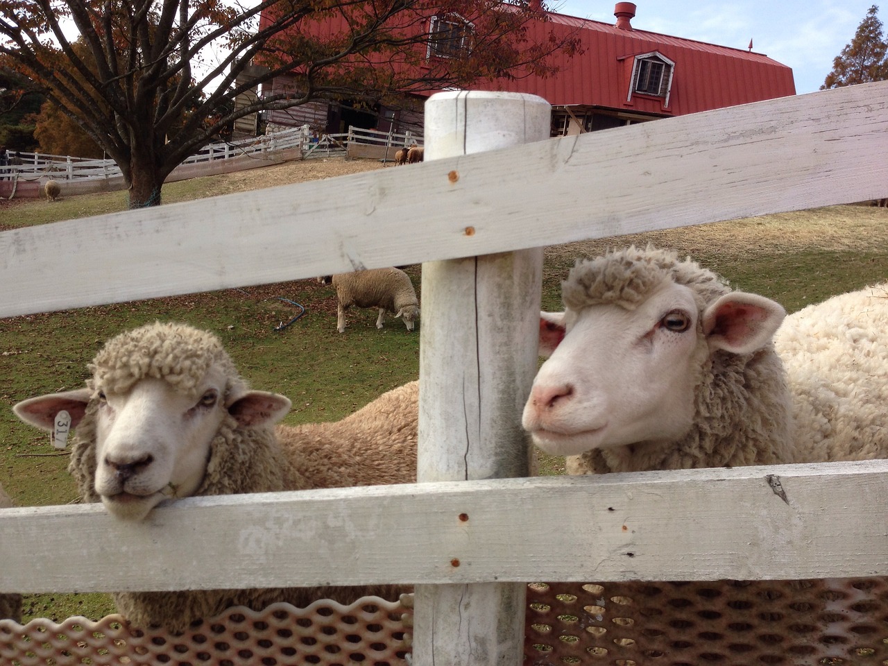90+ Free Sheep Fence & Sheep Images - Pixabay