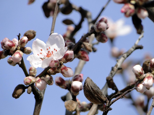 Fleur D'Amandier Fleurs Amandier - Photo gratuite sur Pixabay - Pixabay