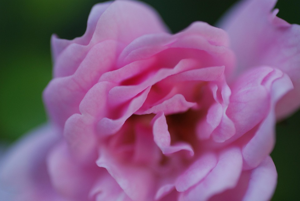 Fleur Rose - Photo gratuite sur Pixabay - Pixabay