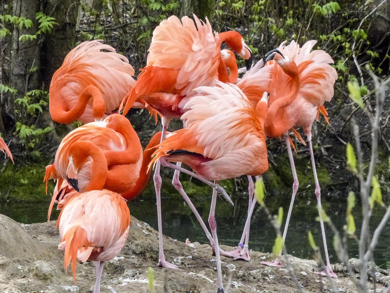 Merah Jambu Flamingo Burung - Foto gratis di Pixabay - Pixabay