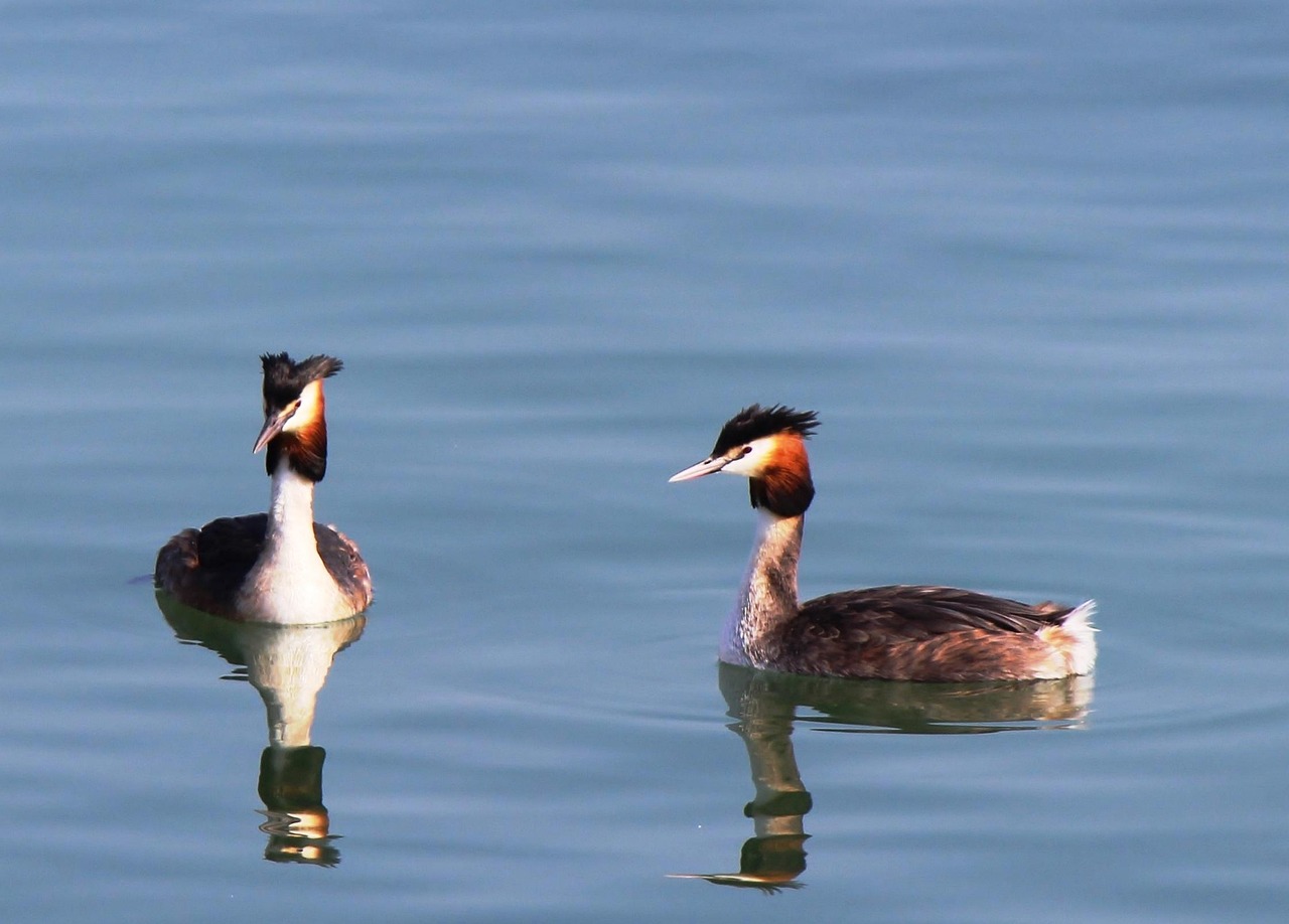 Waterfowl Great Crested Grebe Few - Free photo on Pixabay