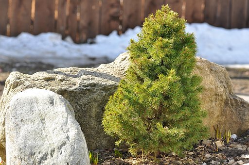 10+ Free Dwarf Fir & Blue Fir Images - Pixabay