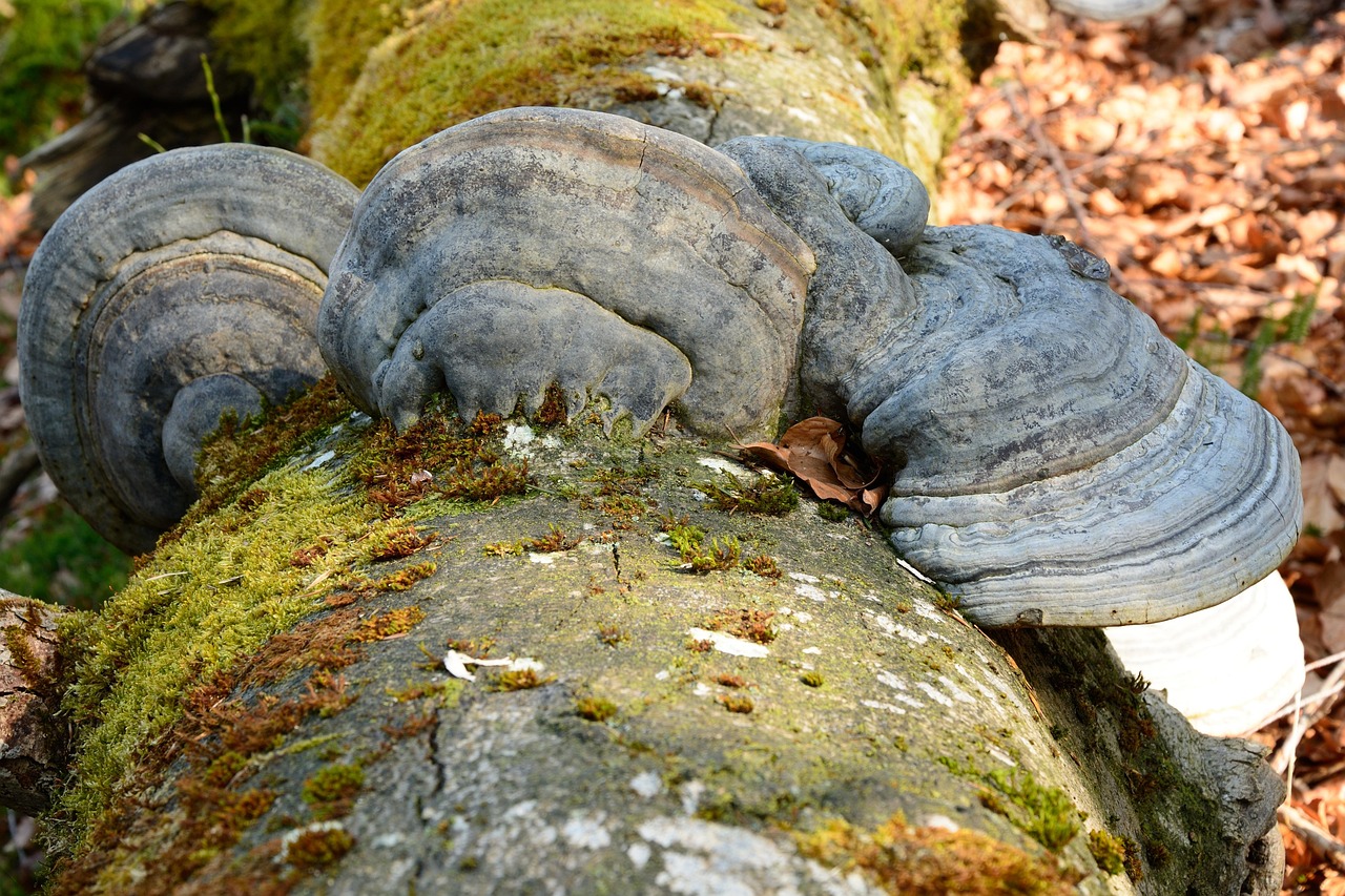 Tree Mushroom - Free photo on Pixabay - Pixabay