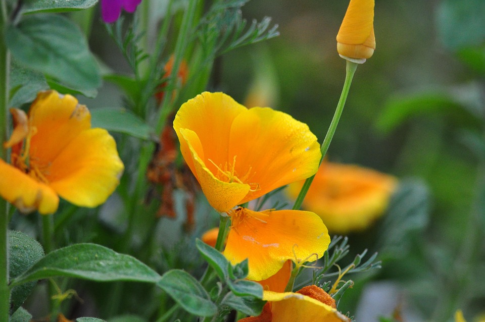 Yellow And Orange Flower Images Orange flowers for your garden - Saga
