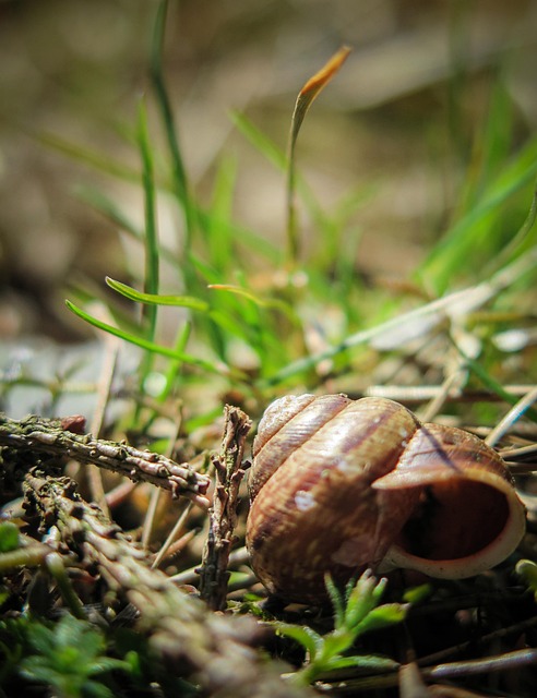 Snail Meadow Shell - Free photo on Pixabay - Pixabay