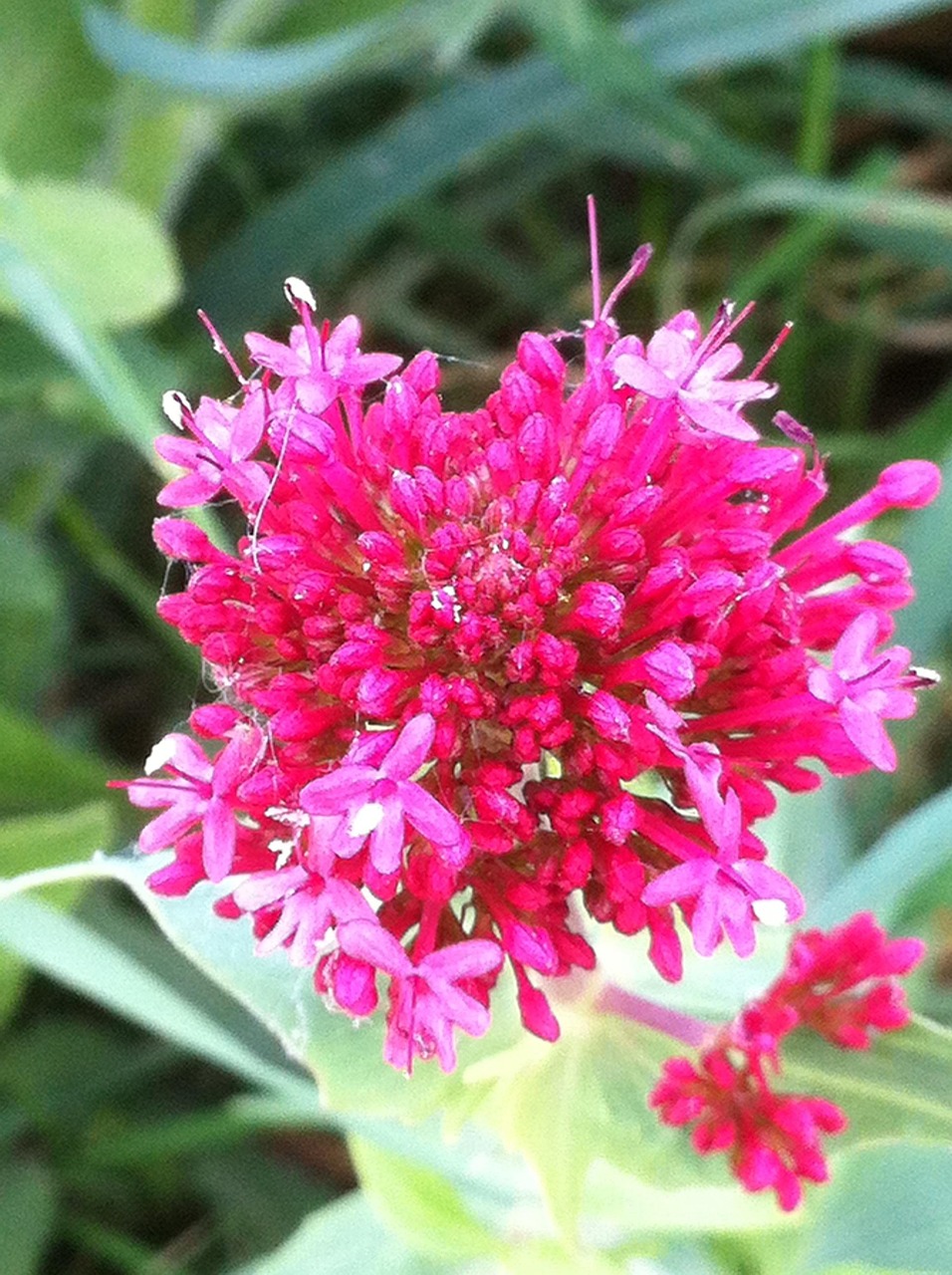 Flor Color De Rosa - Foto gratis en Pixabay - Pixabay
