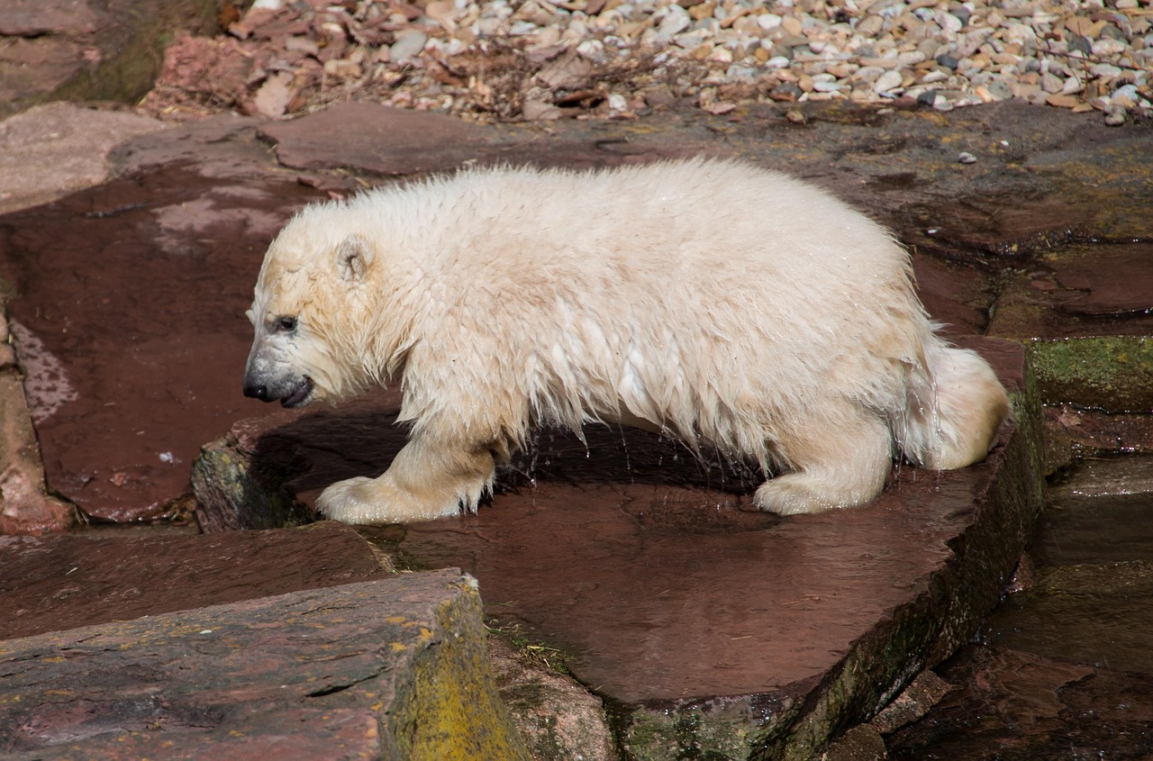 100+ Free Bear Cubs & Bear Images - Pixabay