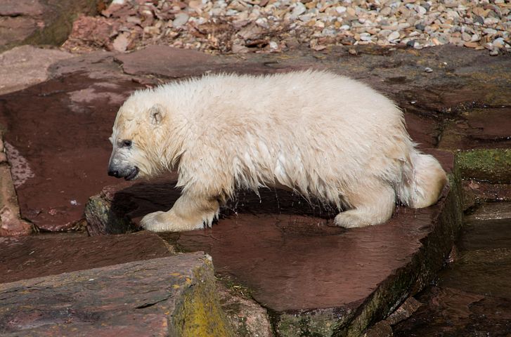 100+ Free Bear Cub & Bear Photos - Pixabay