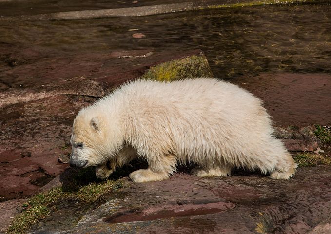 100+ Free Bear Cub & Bear Photos - Pixabay