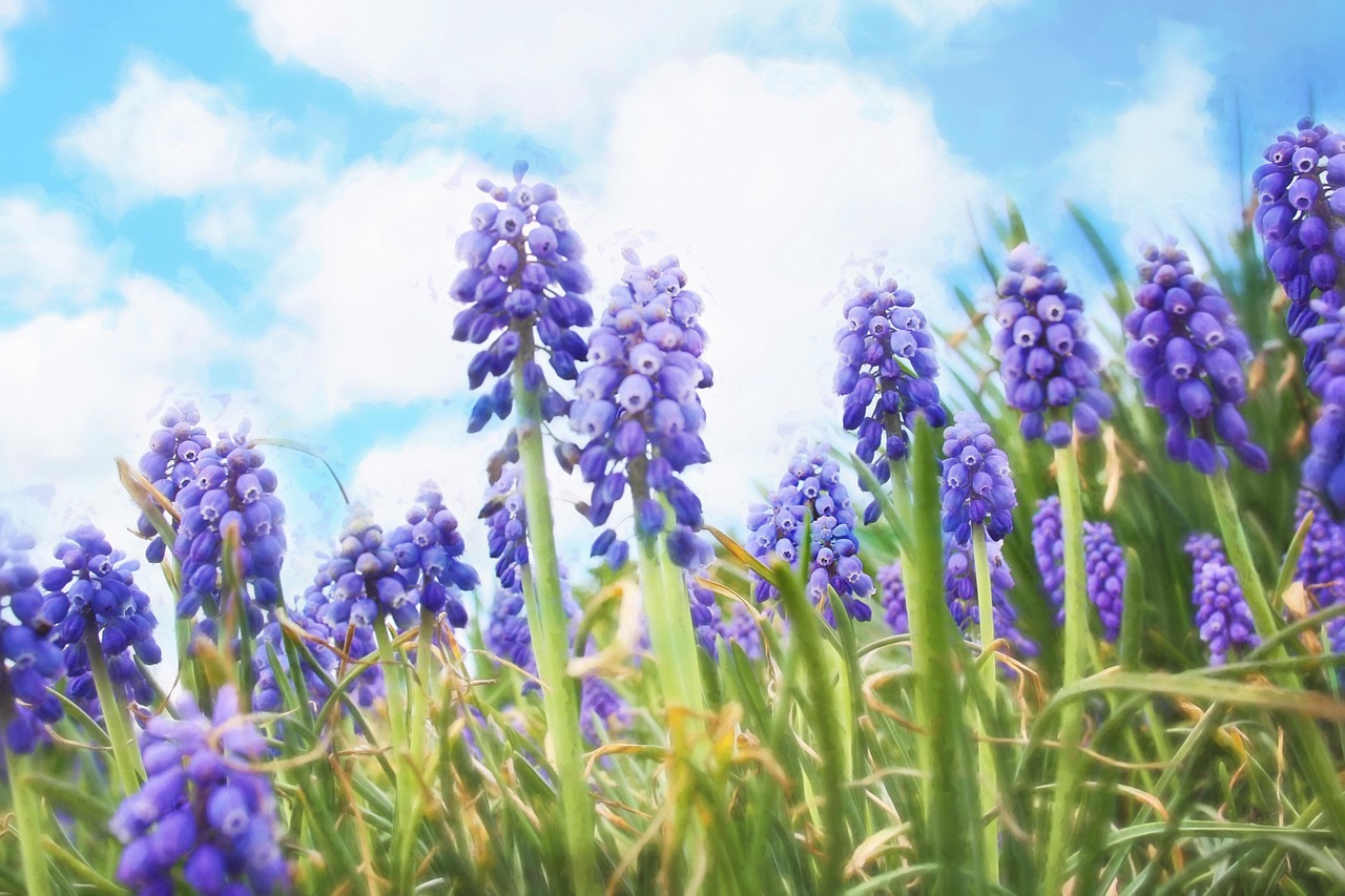Bluebells Spring Purple - Free photo on Pixabay - Pixabay