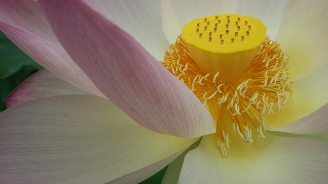 Lótus Budismo Flor - Foto gratuita no Pixabay - Pixabay