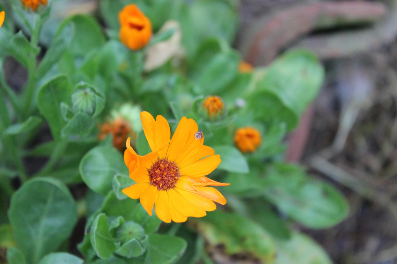Flower Leech View - Free photo on Pixabay - Pixabay