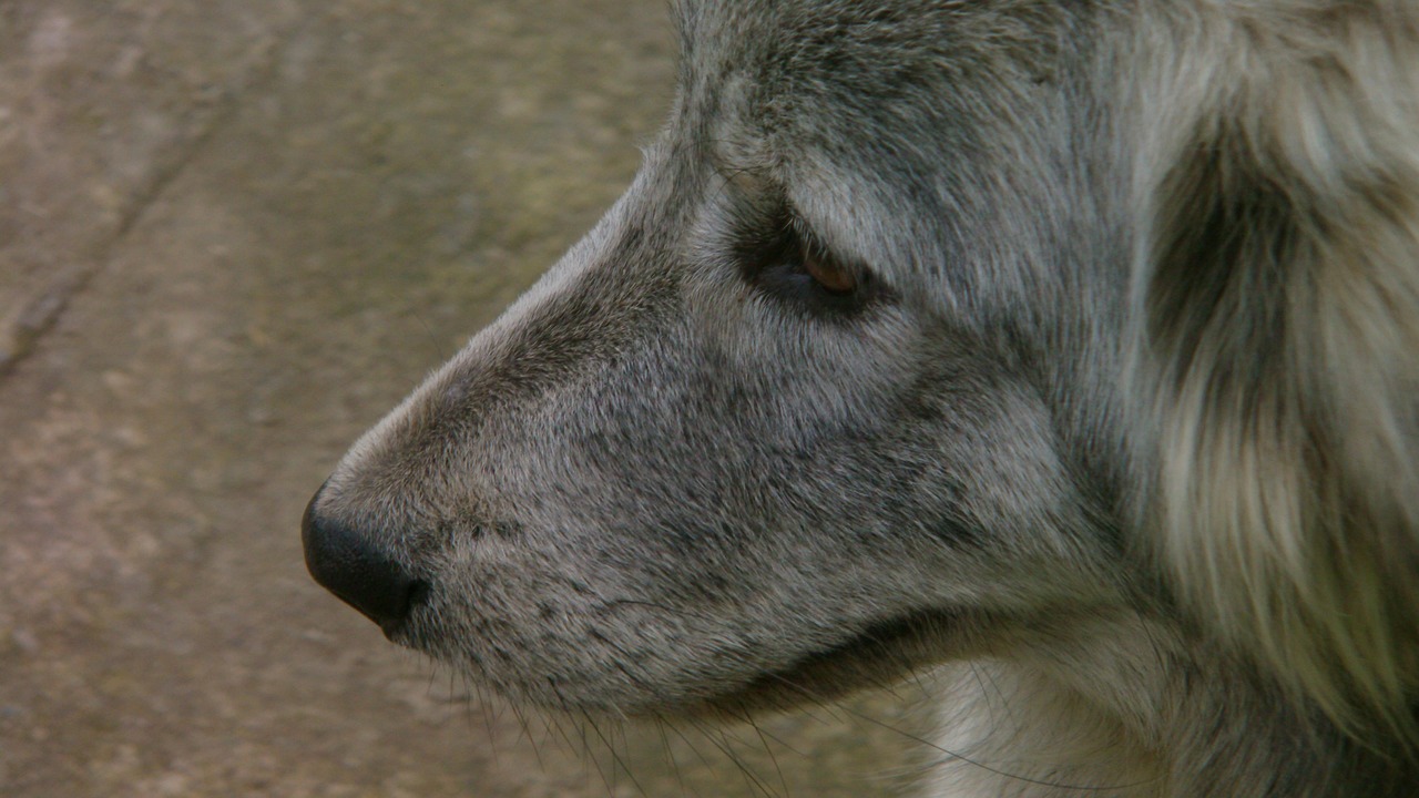 Perro Animal Scott - Foto gratis en Pixabay - Pixabay