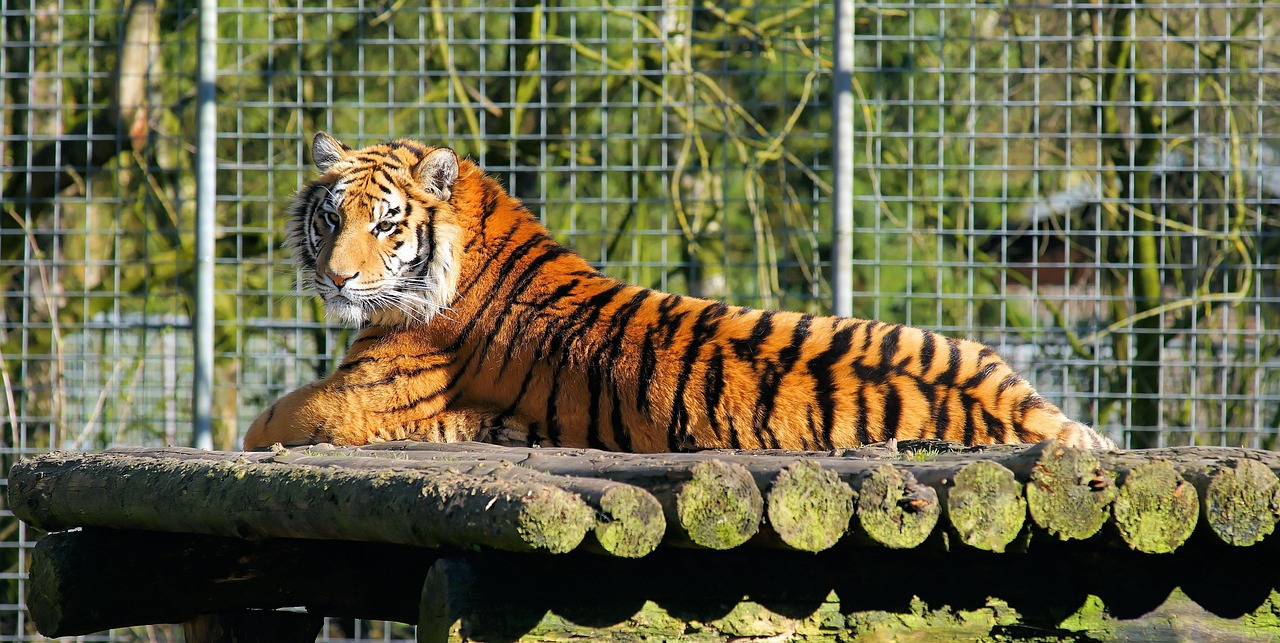 Tiger Big Cat Predator - Free photo on Pixabay - Pixabay