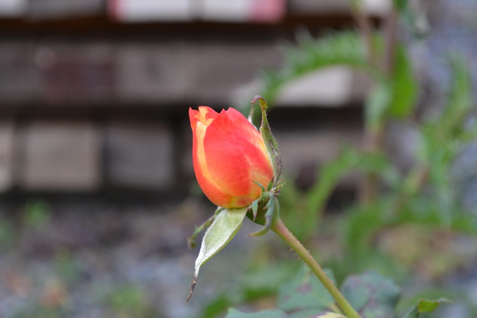 Pink Merah Bunga Rumpun Pohon - Foto gratis di Pixabay