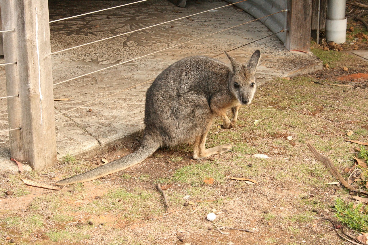 Wallaby Australia Nature - Free photo on Pixabay