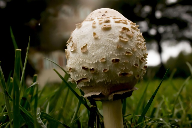 Champiñón Micología Naturaleza - Foto gratis en Pixabay - Pixabay