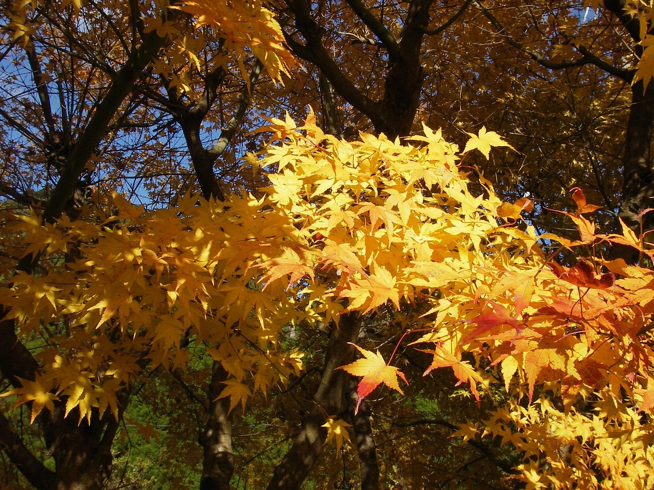 Feuilles Automnales Automne - Photo gratuite sur Pixabay - Pixabay