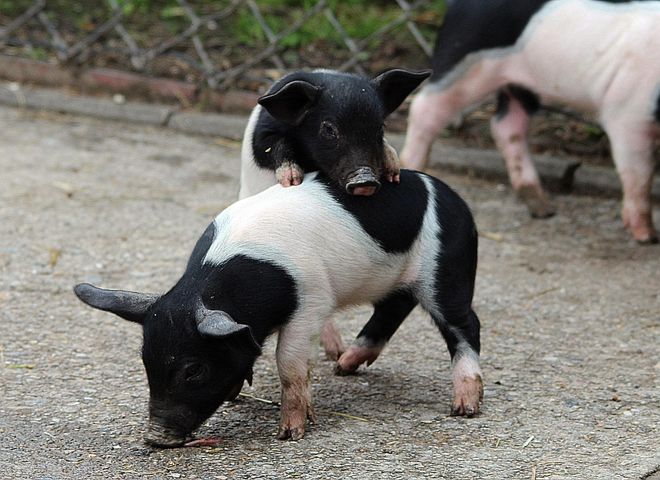 200+ Free Domestic Pig & Pig Images